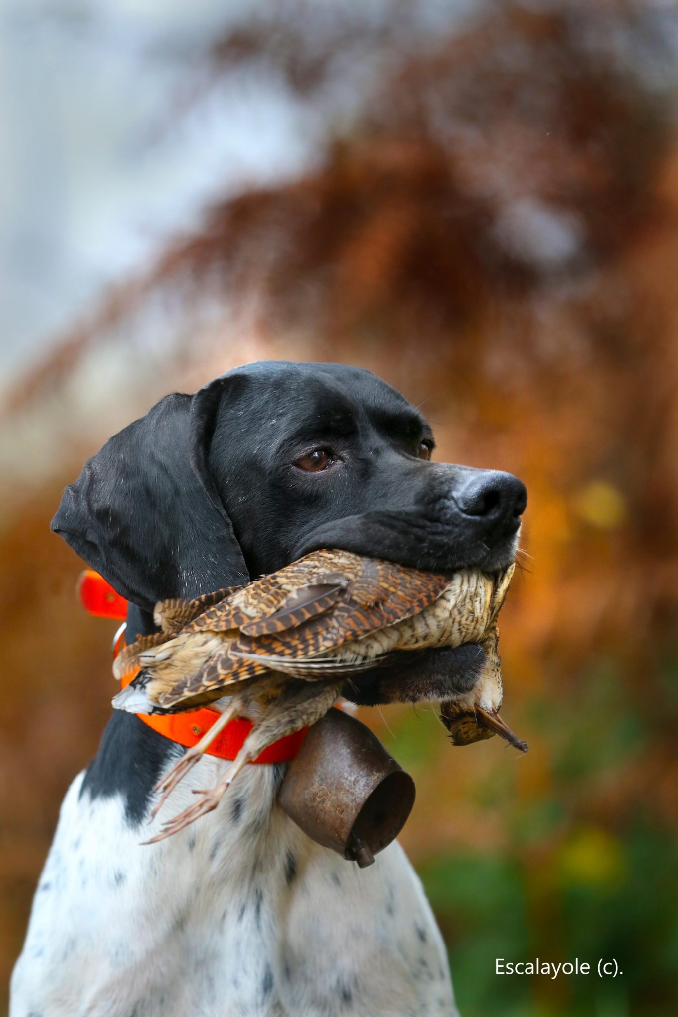 Le Pointer - Bécassiers de France
