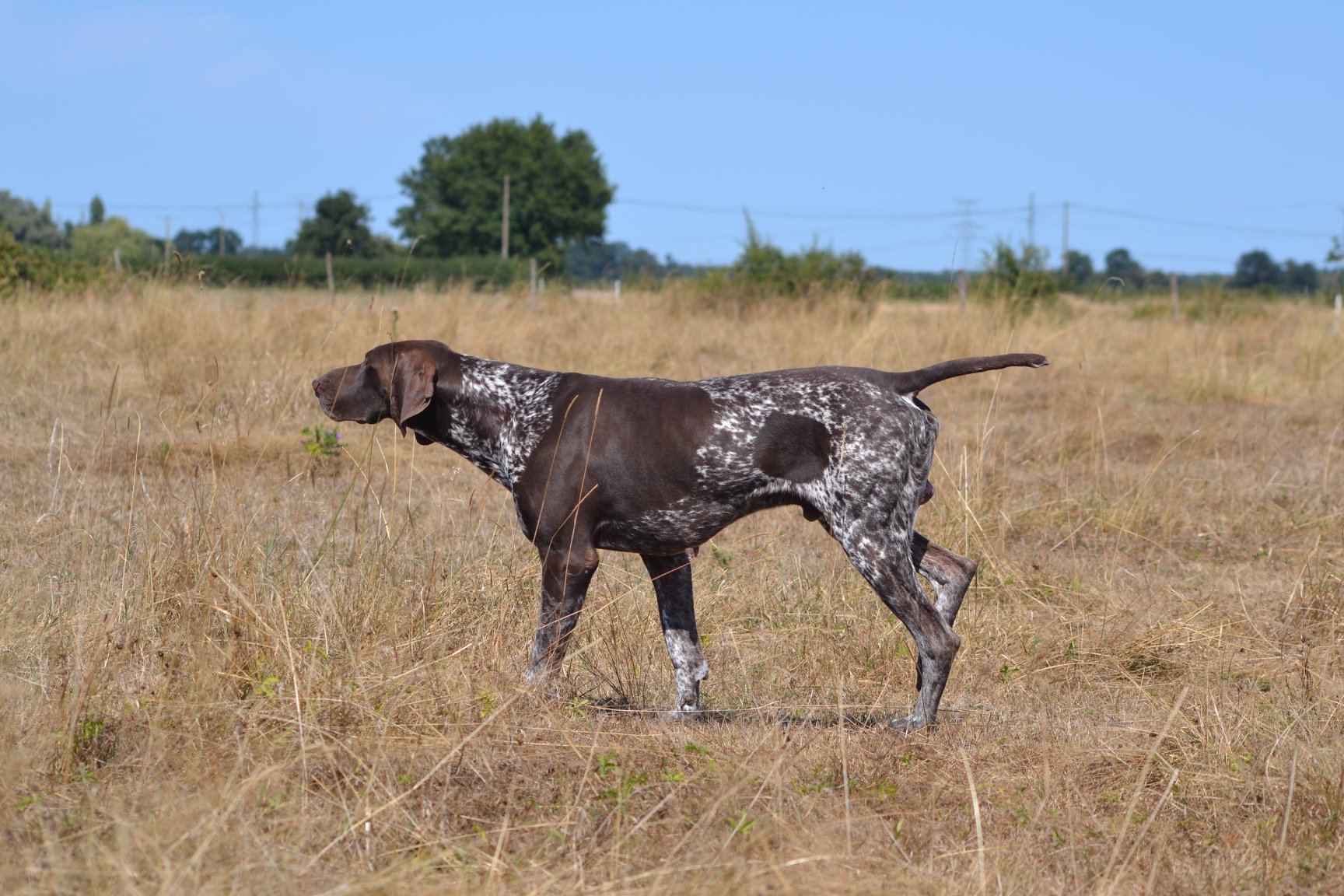 Le Braque Allemand - Bécassiers de France