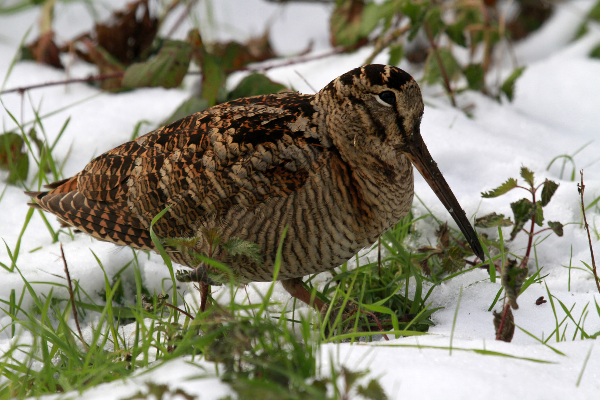 Les espèces de Scolopax - Bécassiers de France