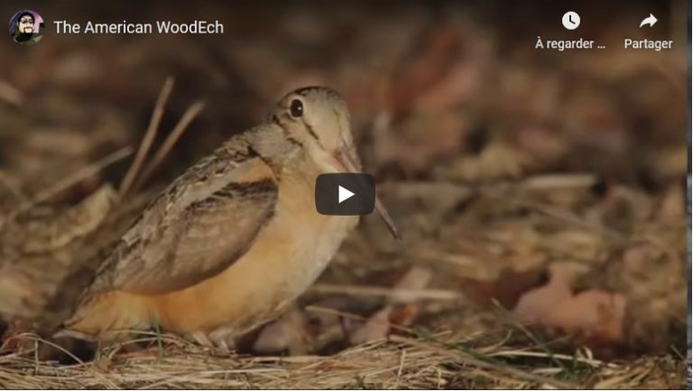 Les espèces de Scolopax - Bécassiers de France