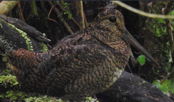 Les espèces de Scolopax - Bécassiers de France