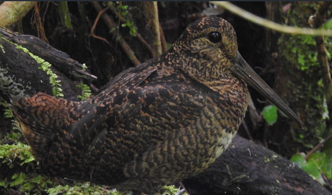Les espèces de Scolopax - Bécassiers de France