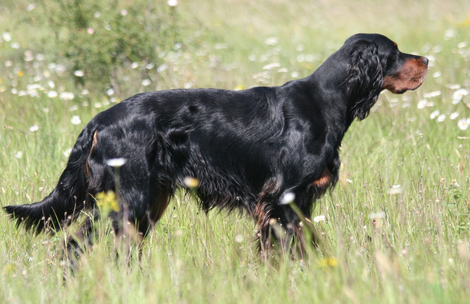 Le Setter Gordon - Bécassiers de France